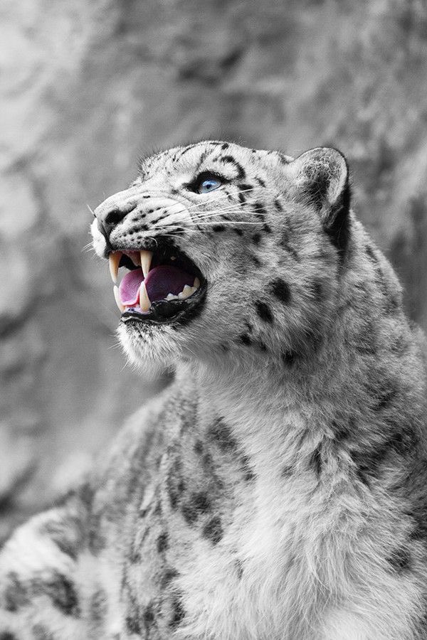 Snow Leopard Roar