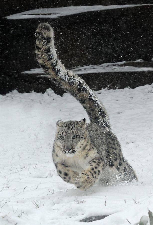 Snow Leopard Chasing Prey