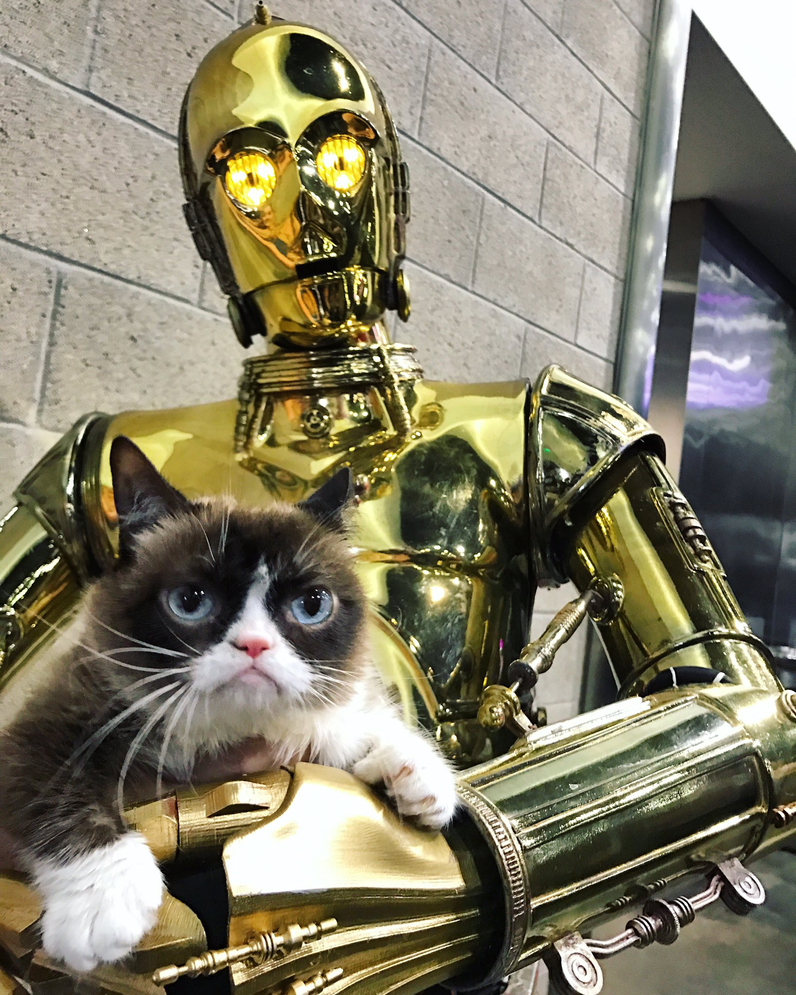 Star Wars Grumpy Cat