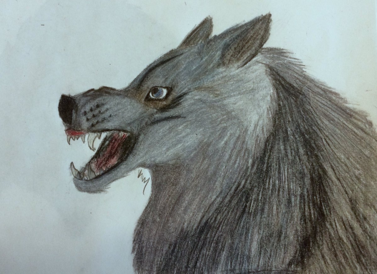 Angry Wolf Drawing In Pencil