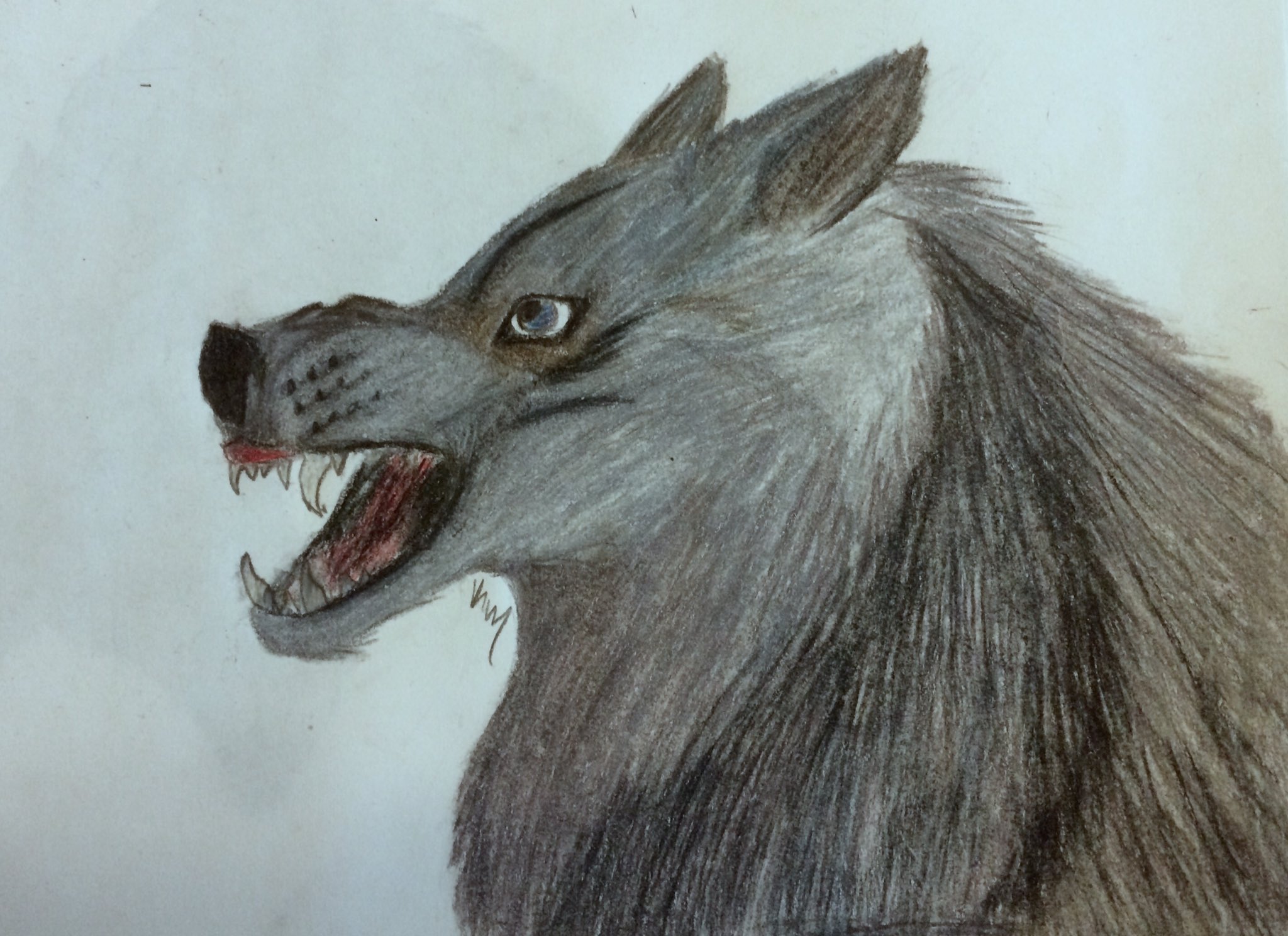 Werewolf Snarl Drawing