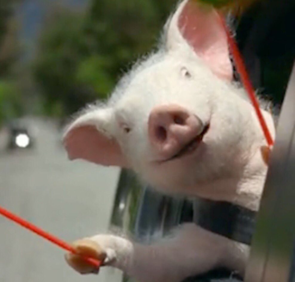 Pig In A Blanket Geico