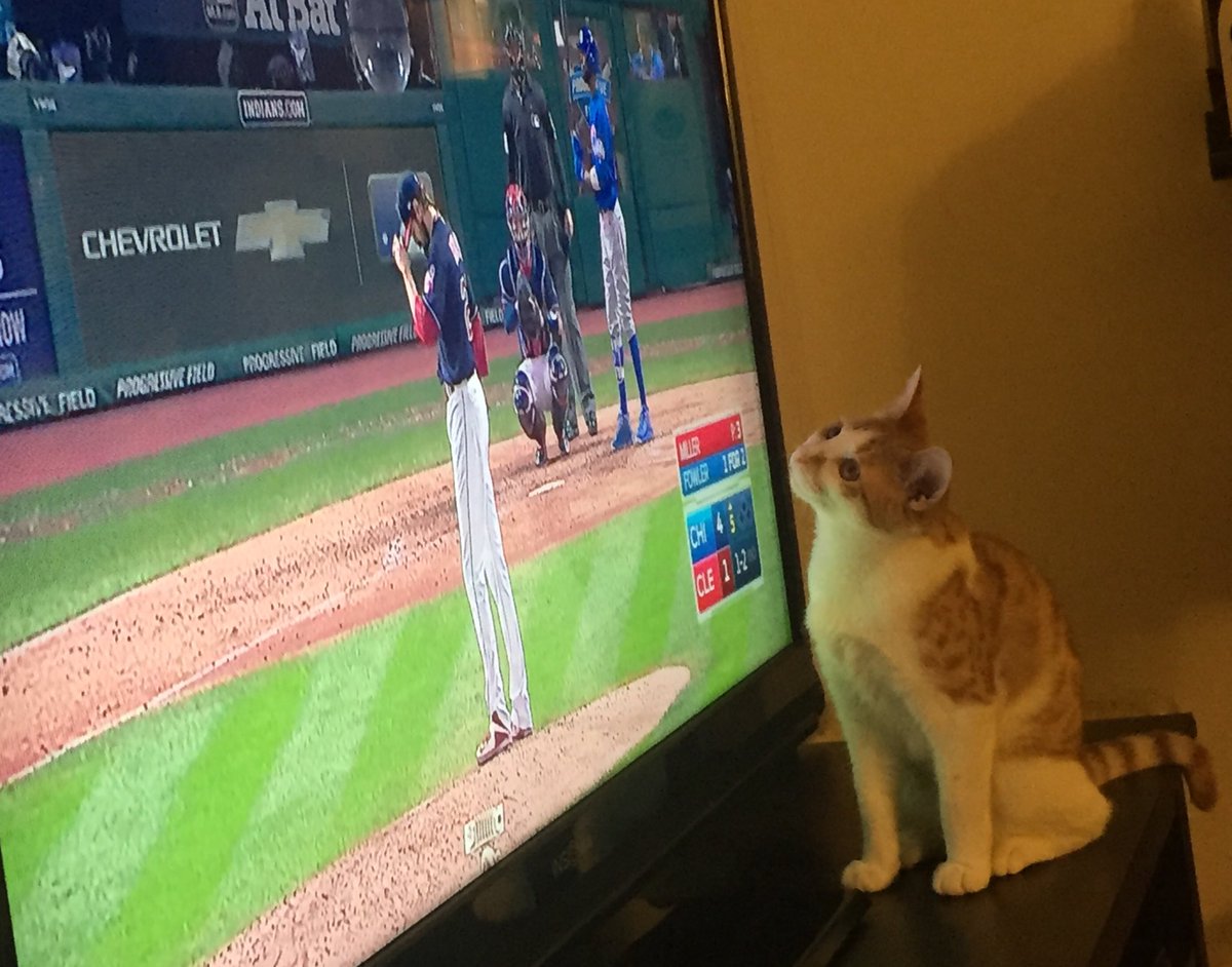 Cat trying to catch baseball on TV screen should be World Series MVP ...