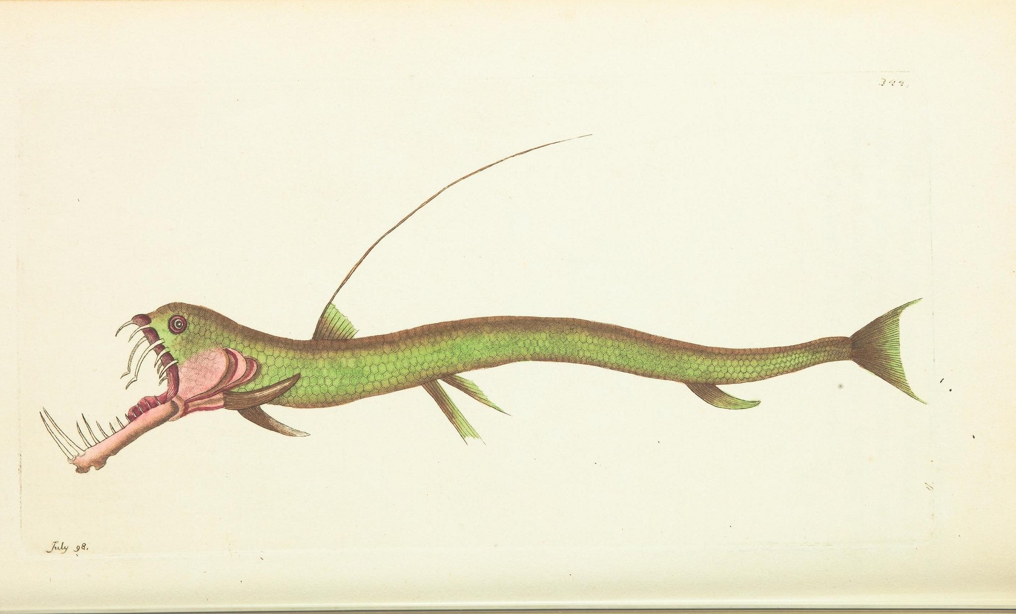 Pacific Viperfish Drawing