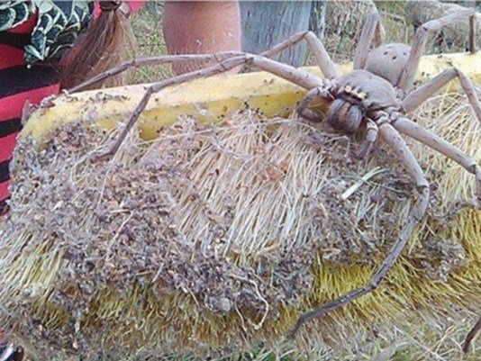 This is Charlotte, a giant huntsman spider the size of a DINNER PLATE ...