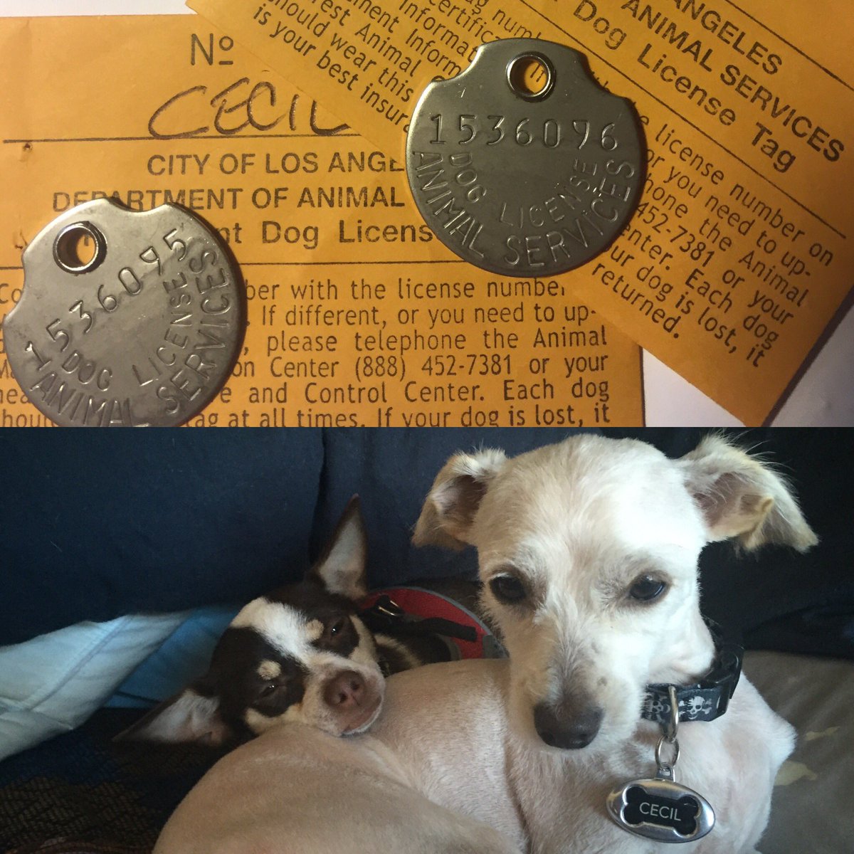 Do You Need A Dog License In Los Angeles