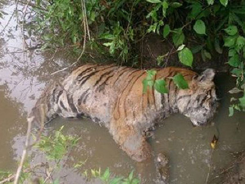 Poaching alert: 76 tigers dead this year | The Times Of India | Scoopnest