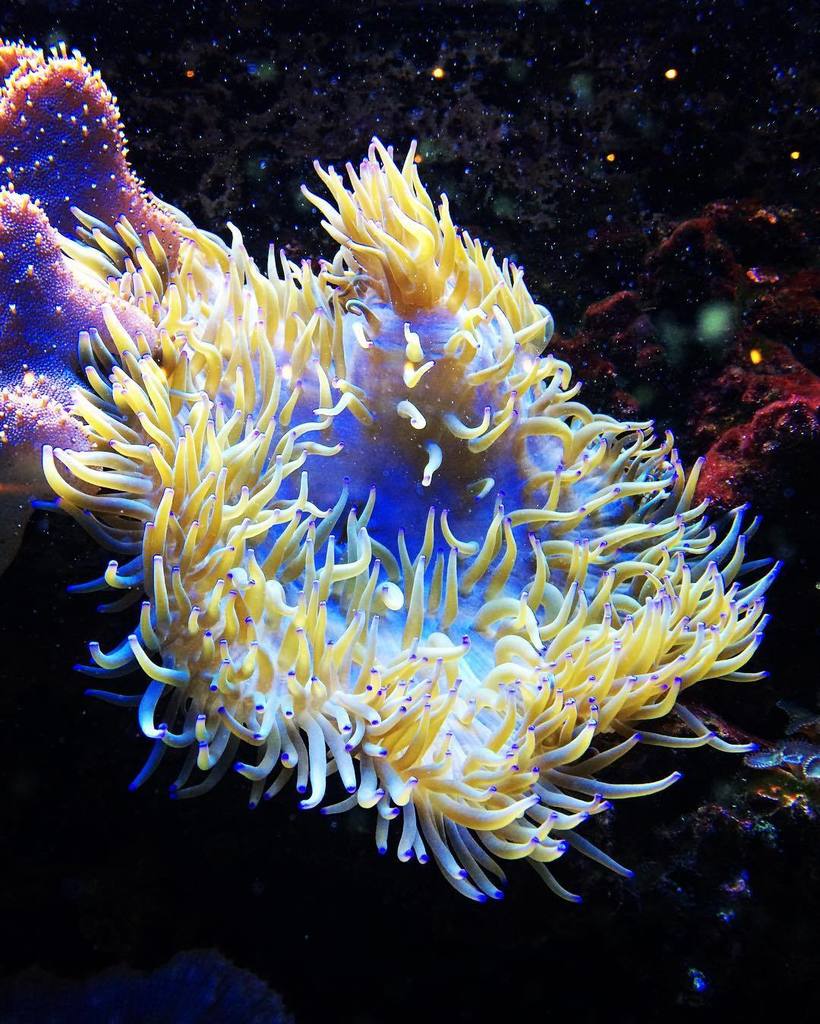 Crown Of Thorns Nebula