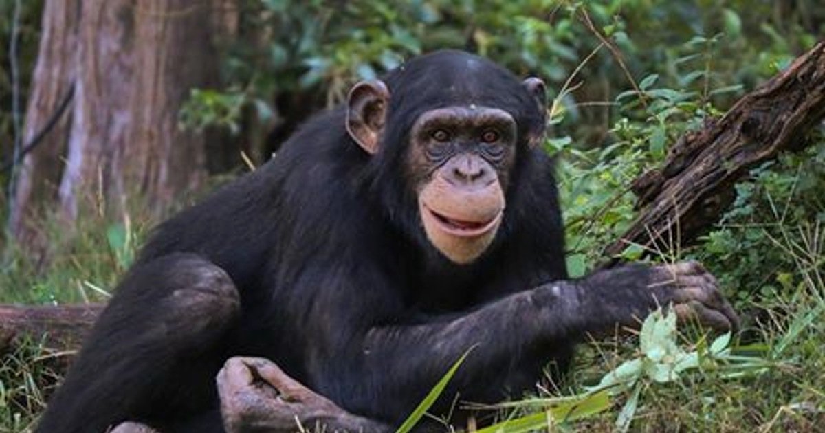 Kona: The chimpanzee troop is mourning the loss of 7-year-old chimp ...