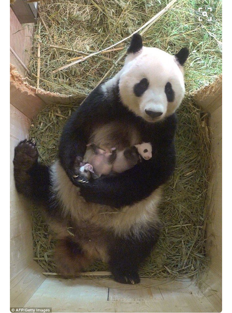 Baby Pandas Cuddling