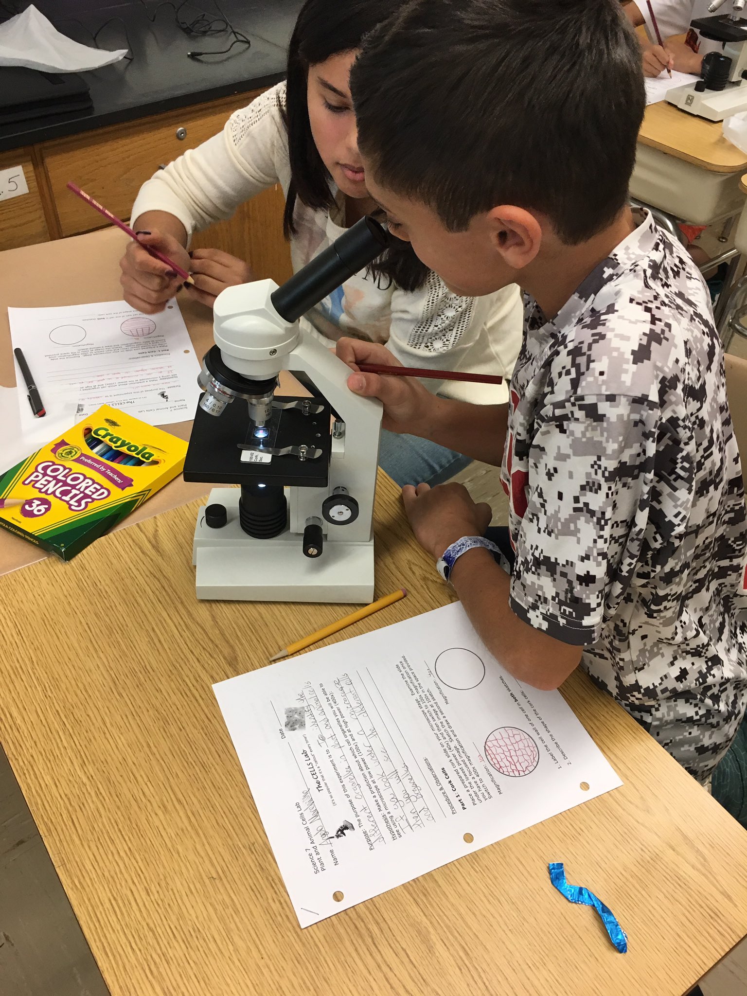Cork Cells Under A Microscope