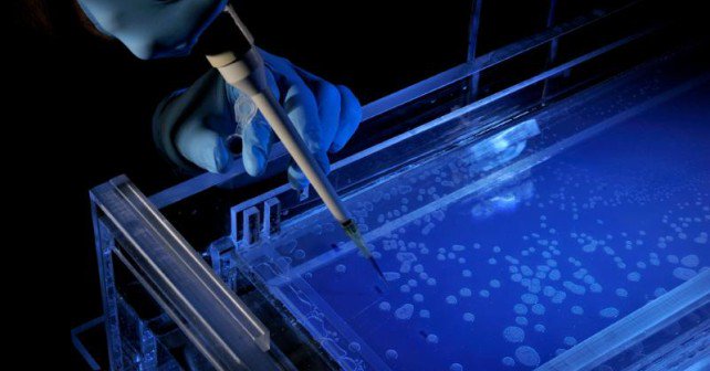 BioMedia Lab on Twitter: "DNA as an Artistic Medium. Check out #TheAmericaProject by # ...