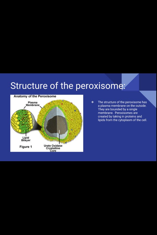Peroxisome Structure