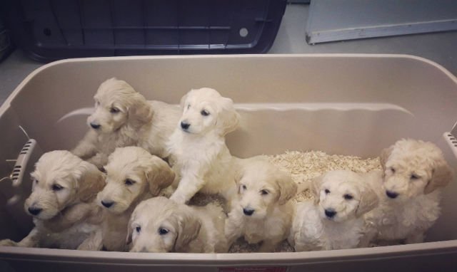 Aviation related dog names? need some help... : r/flying