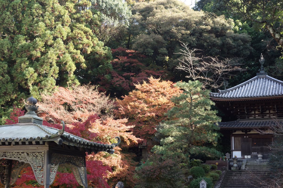 京都の紅葉 清水寺・高台寺・圓徳院・円山公園・長楽寺・知恩院・青龍殿・光明院・朱雀の庭・東寺 (2ページ目) - Togetter
