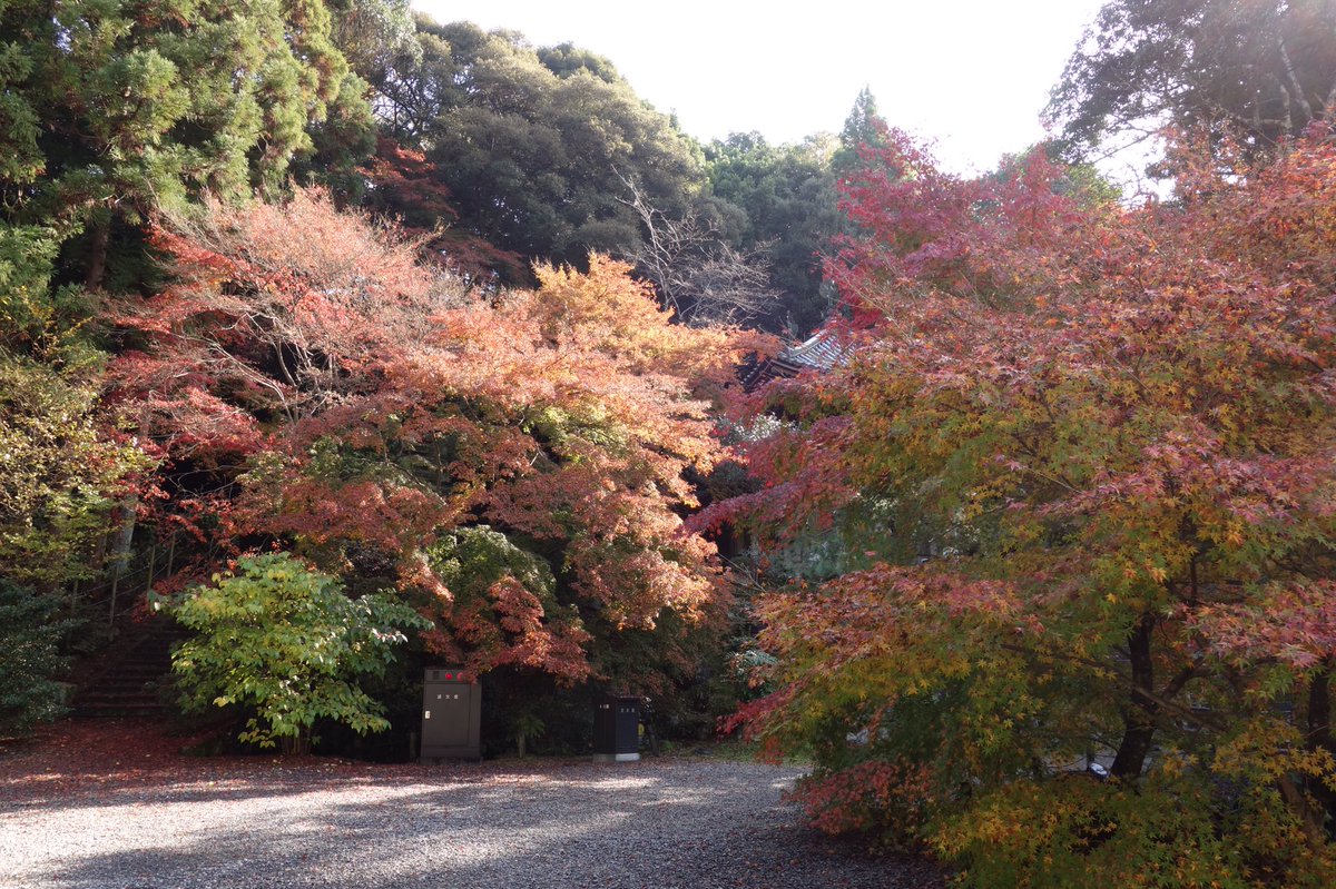 京都の紅葉 清水寺・高台寺・圓徳院・円山公園・長楽寺・知恩院・青龍殿・光明院・朱雀の庭・東寺 (2ページ目) - Togetter