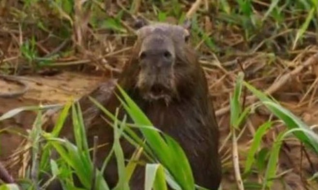 Pacarana is the king of rodents | ResetEra