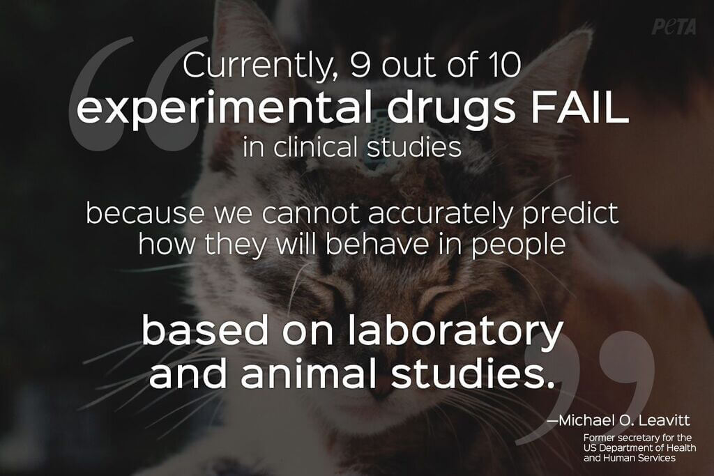 Animal Testing Is Bad Essay Animal Testing Is Bad Essay 2022 10 31 animal-testing-is-bad-essay-animal-testing-is-bad-essay-2022-10-31