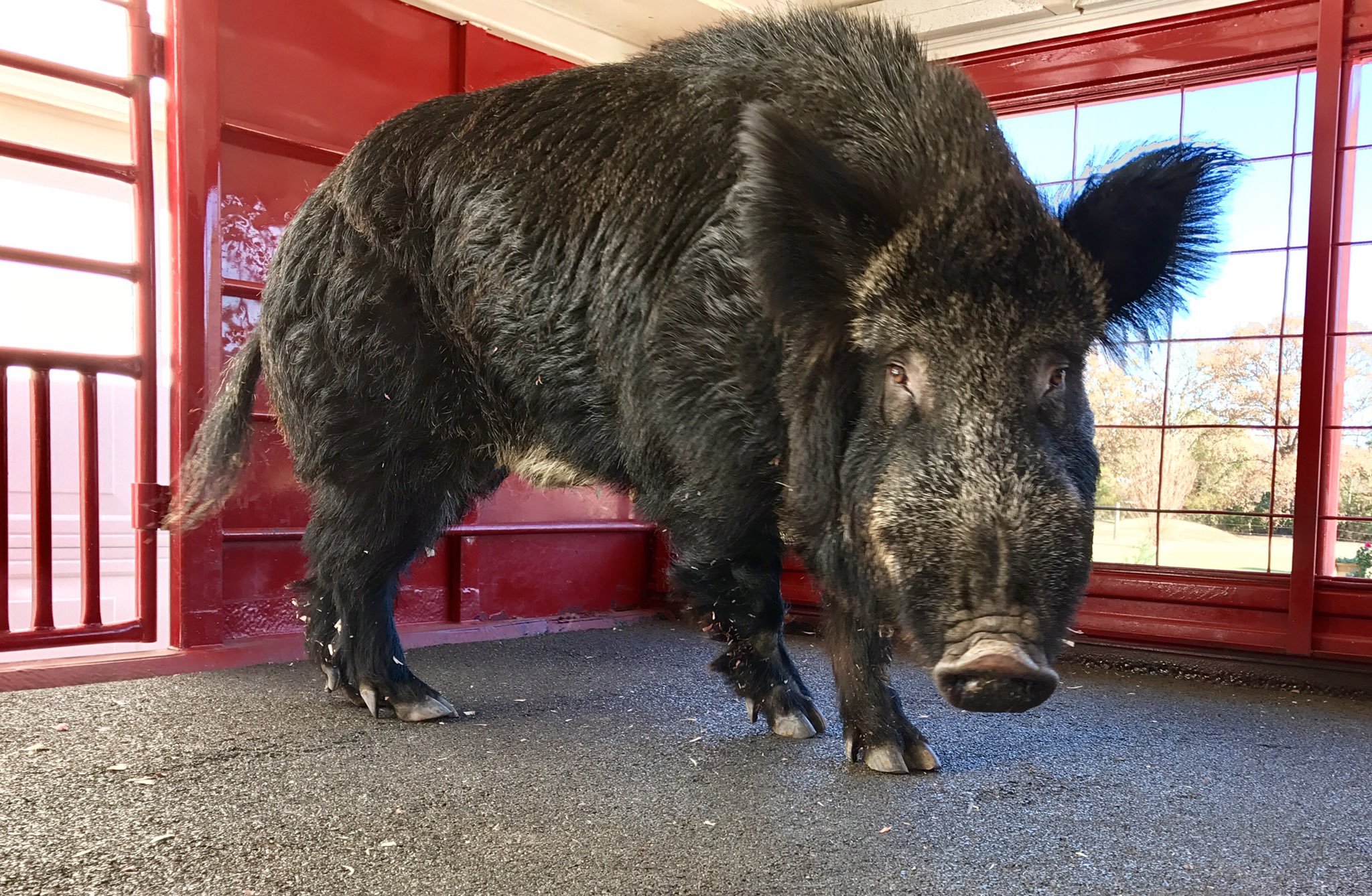 Razorback Boar Tusks