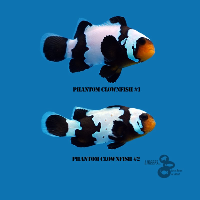 Black Phantom Clownfish