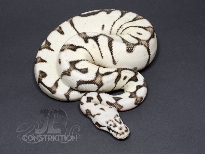 Fire Bee Ball Python