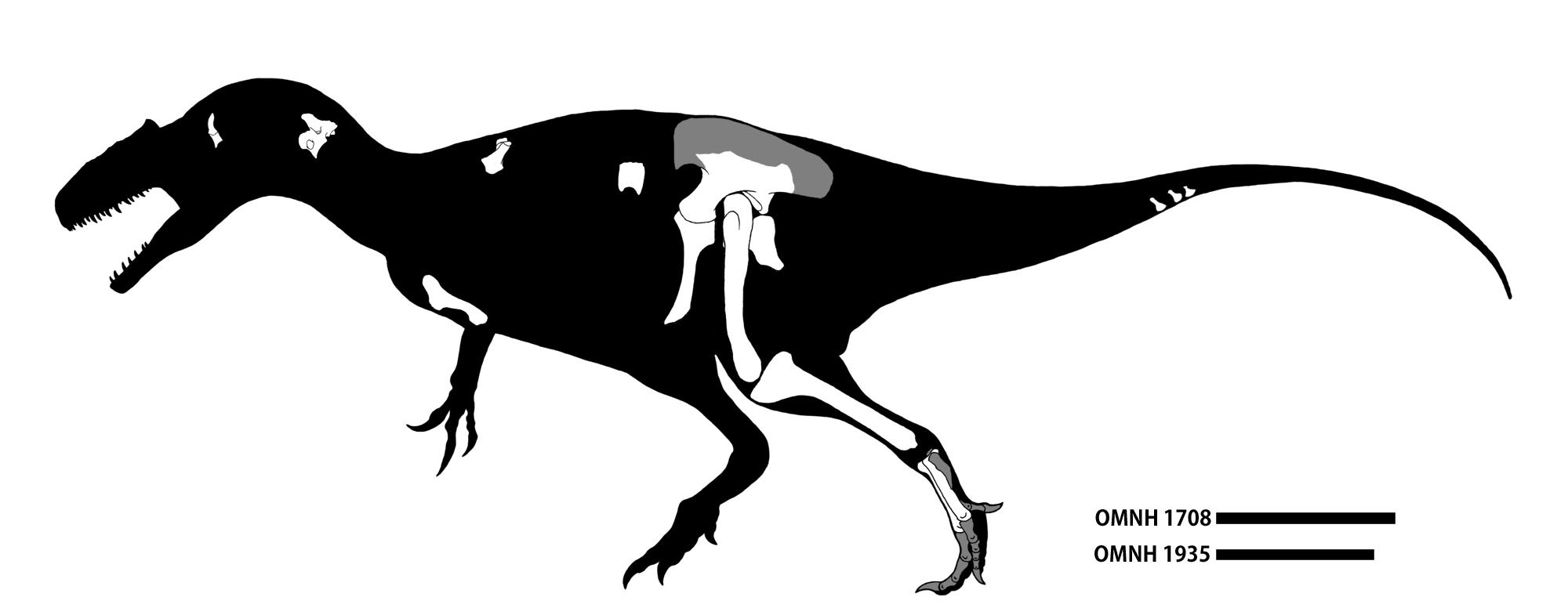 Saurophaganax Skeleton