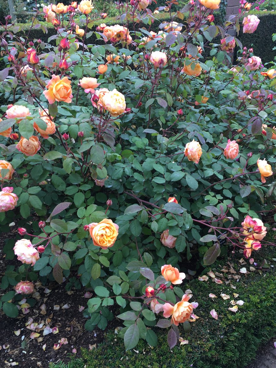 Lady Emma Hamilton Rose