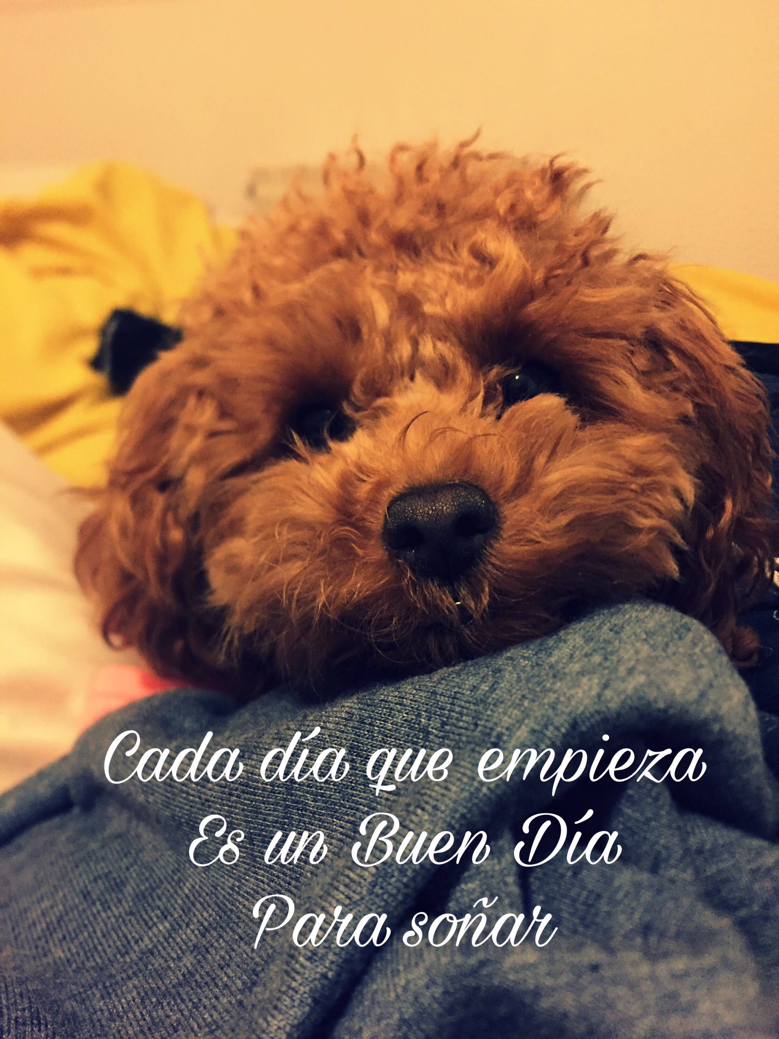 Feliz Martes Perro ¿Qué Siente Realmente Tu Perro Cuando Le Das Un