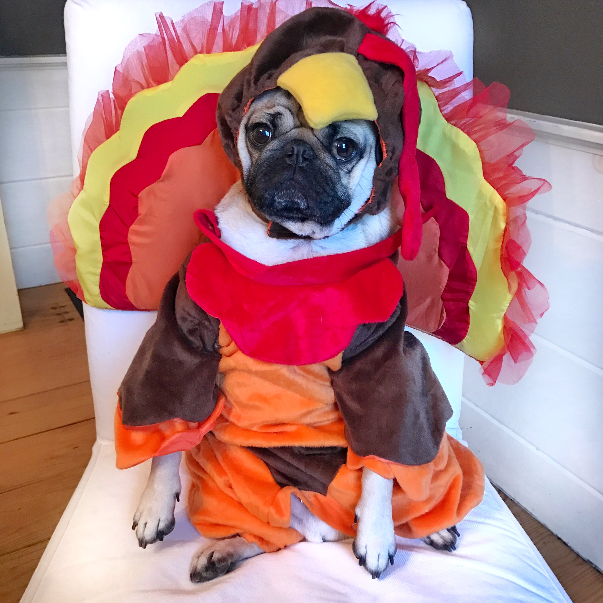 Turkey Pugs