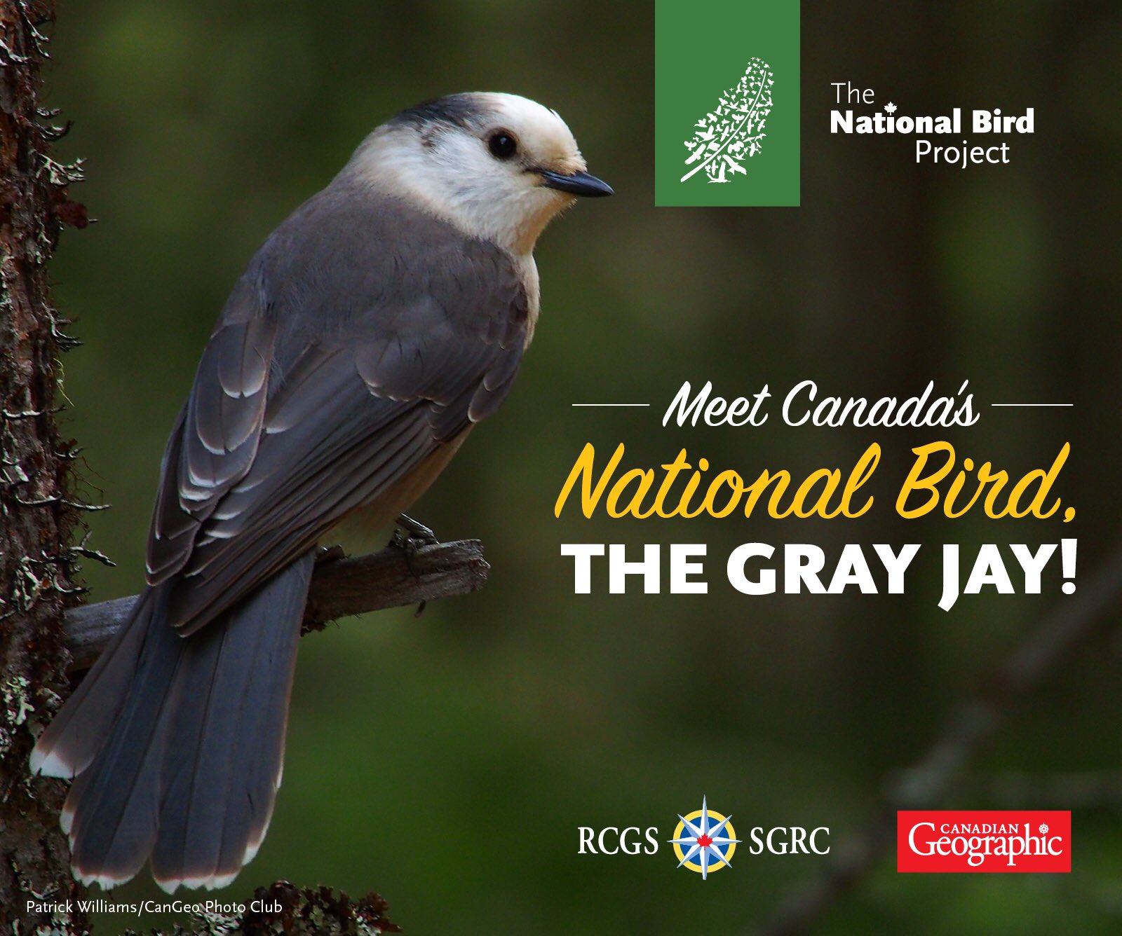 Canadian National Bird Canadians Pick Common Loon As Favourite To