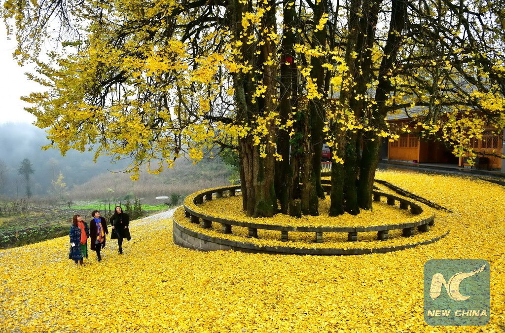 1,500-year-old ginkgo tree stands proudly in C China's Hubei! The ...