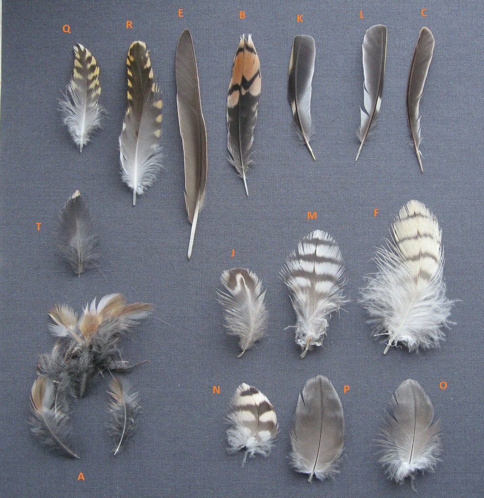Peregrine Falcon Feathers