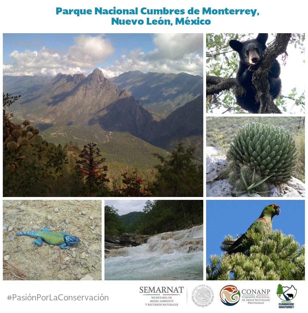 Componentes Naturales Qué Es "capital Natural" Y Por Qué Es