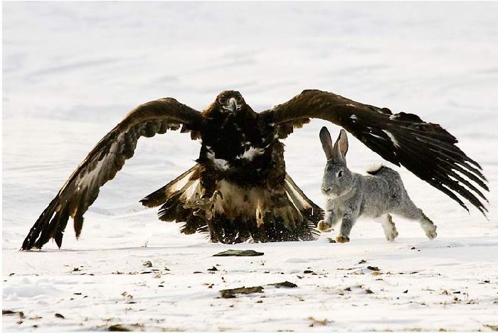 Golden Eagle Hunting Rabbit