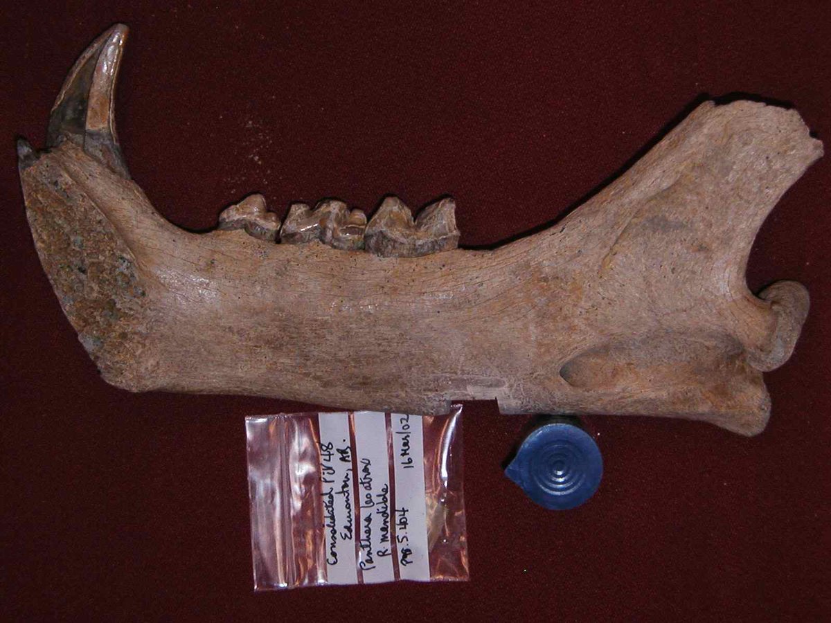 American Lion (Panthera atrox)