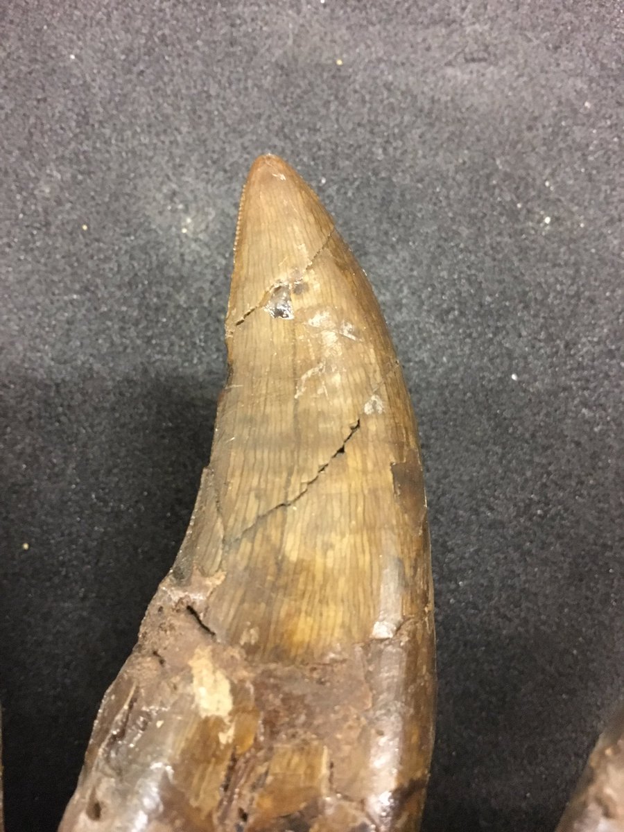 Albertosaurus Late Cretaceous Canada : Mandible close tooth ...