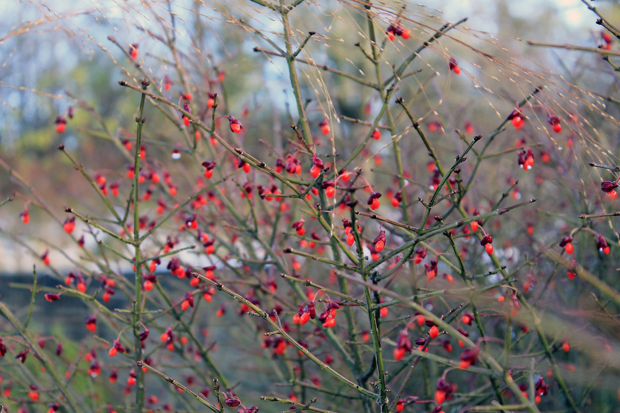Euonymus Alatus Winter