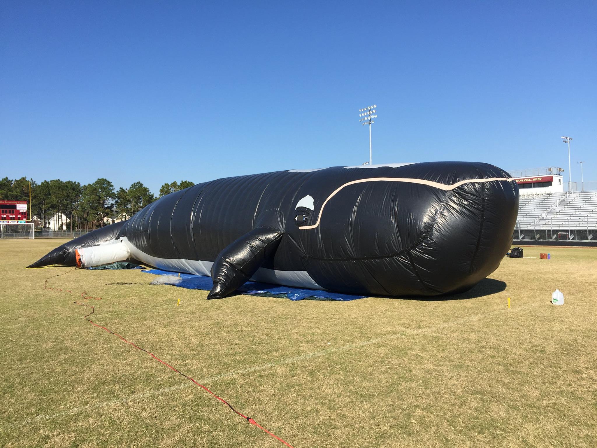 Blue Whale Comparison Football Field