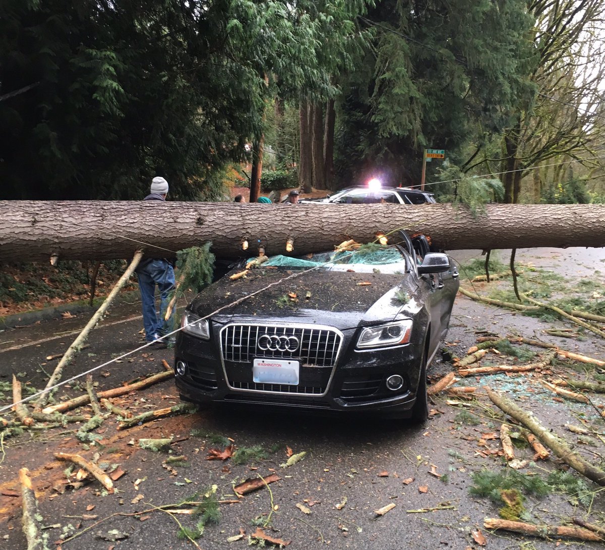 2 injured after large tree crushes Audi in Bothell >> | KOMO News ...