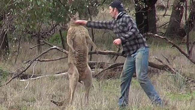 Hench kangaroo has dog in headlock but ends up being PUNCHED by owner ...