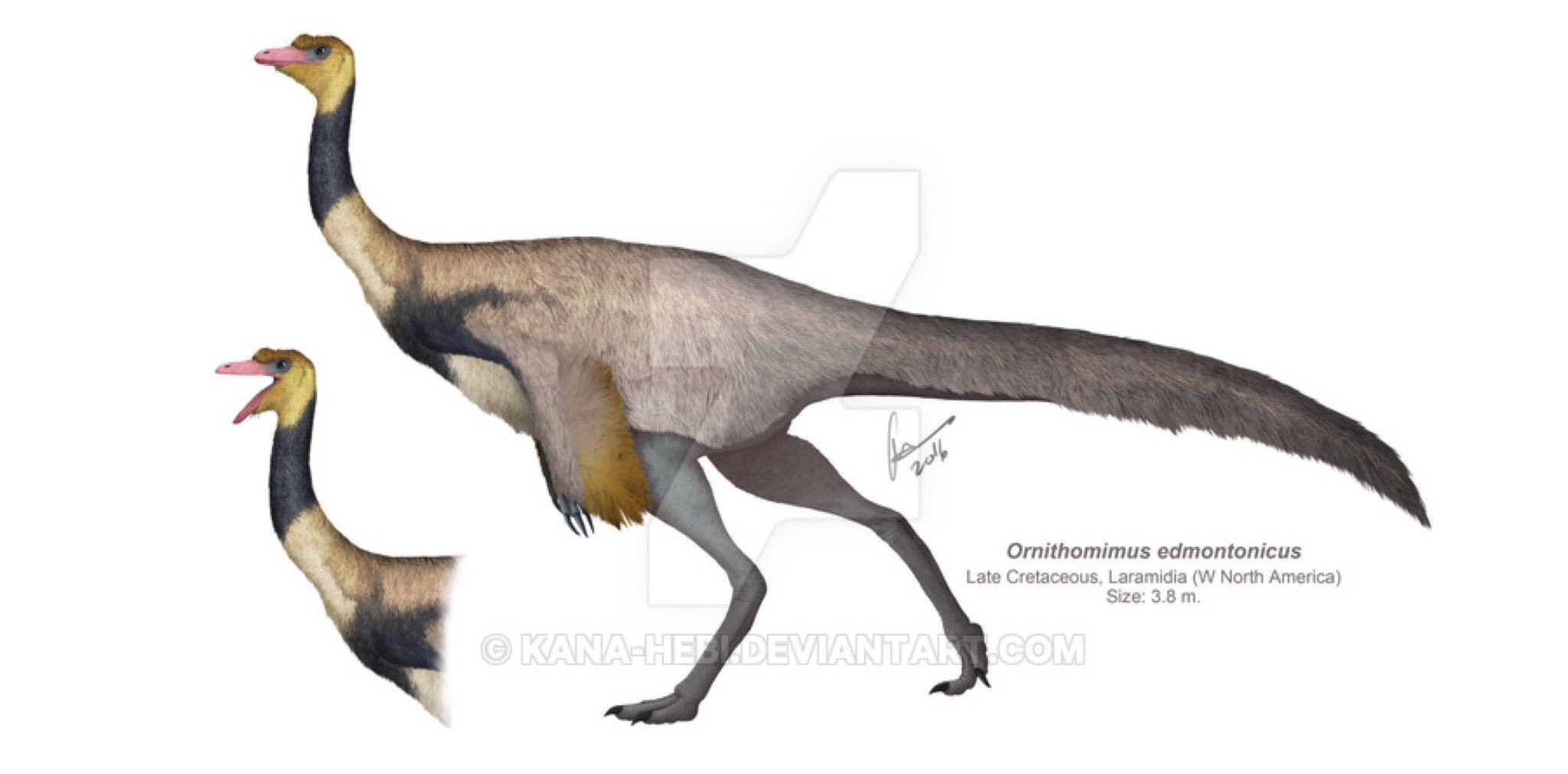 Ornithomimus