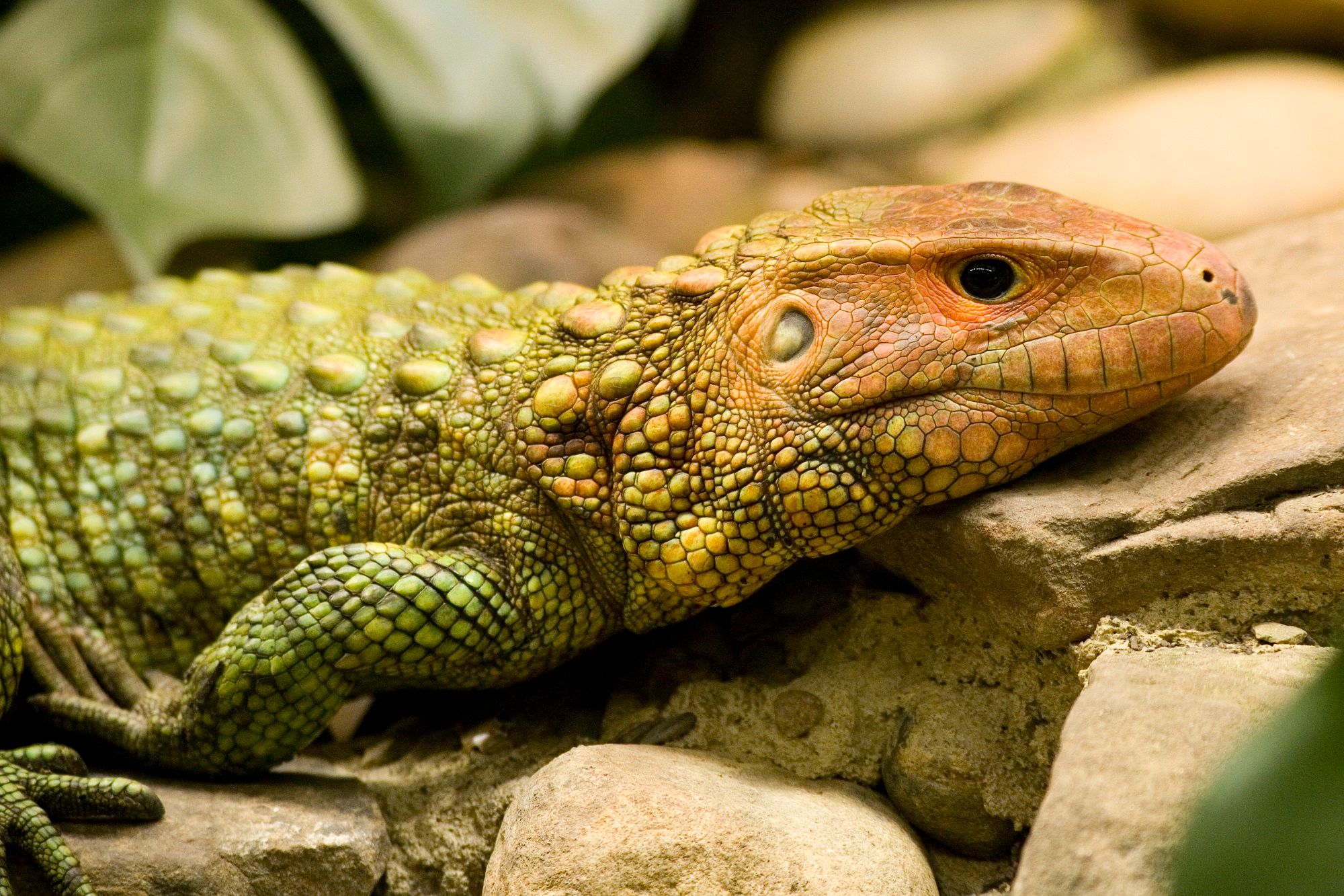Caiman Lizards Teeth