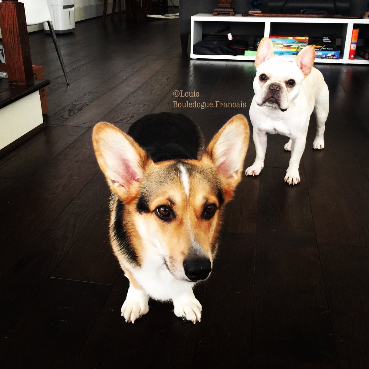 Louie Bouledogue (@_iLouie) / Posts / X