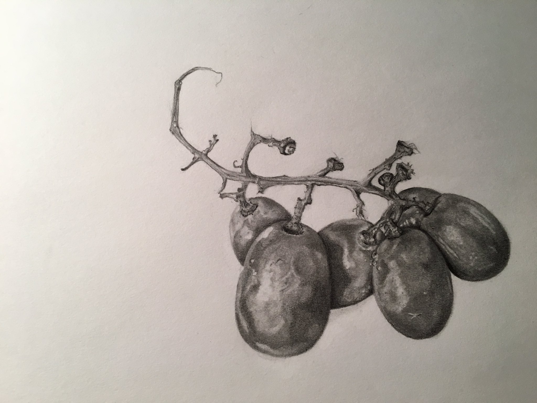 Pencil Drawing Of Grapes