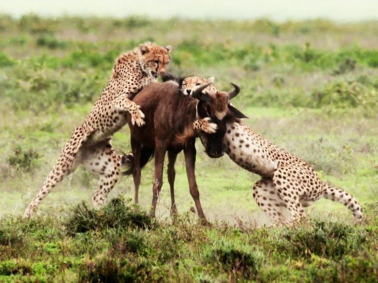 What Are Cheetahs Predators