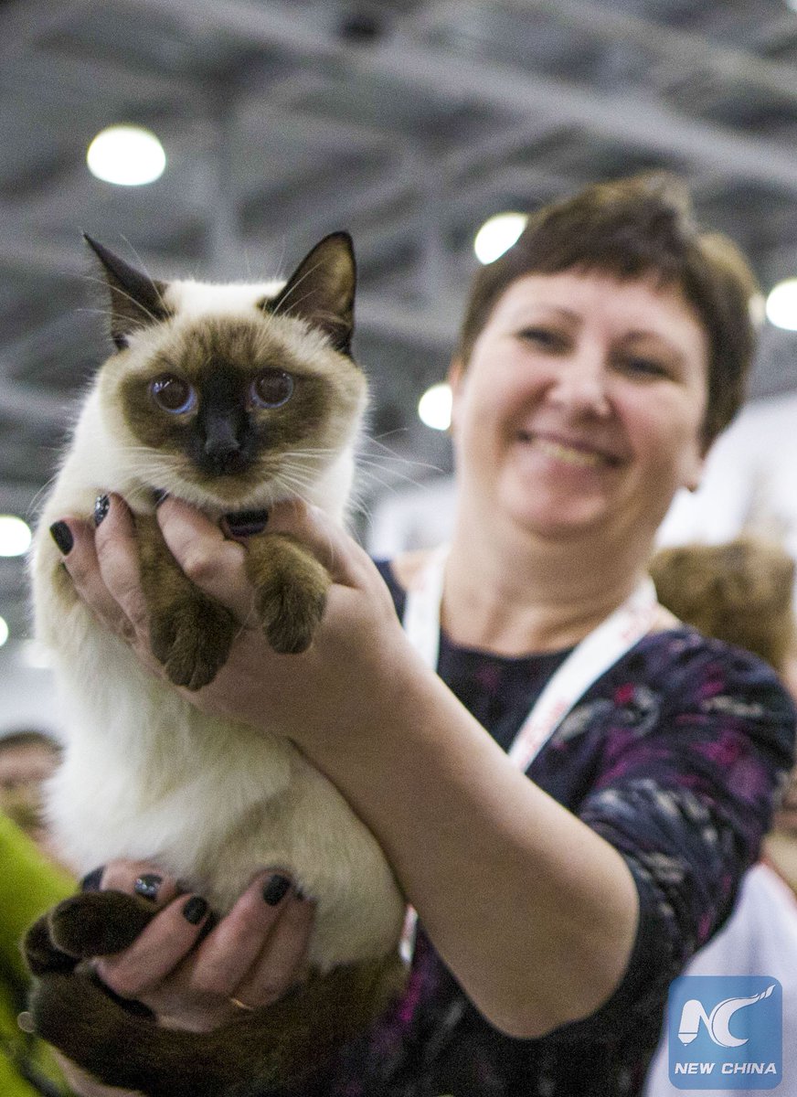 Grumpycats win the hearts of Russian women. They are stars at a cat ...