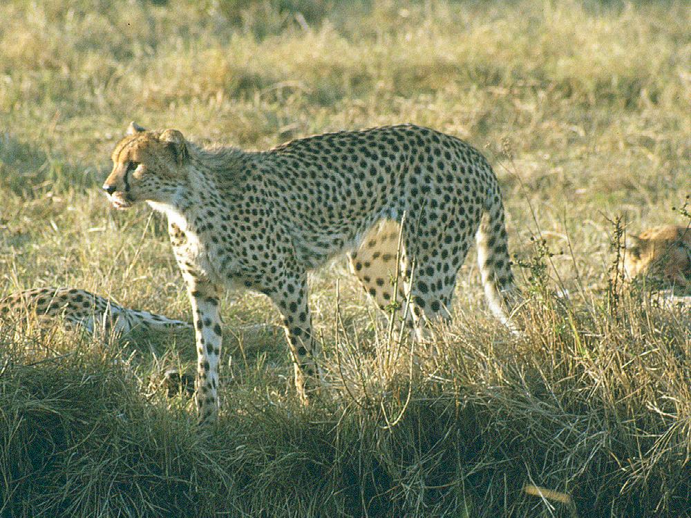 ¿sabes por qué los guepardos son tan rápidos? mira: - scoopnest.com