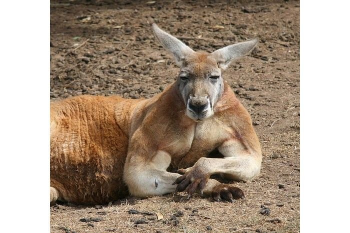 Super Buff Kangaroo