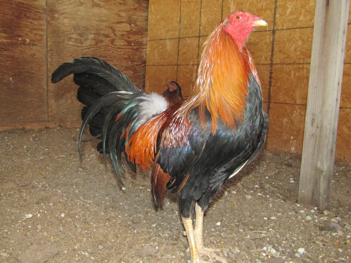 Yellow Leg Hatch Gamefowl