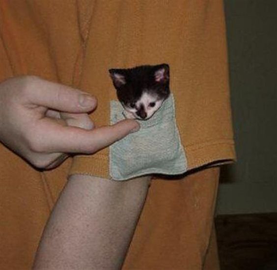 Worlds Smallest Cat